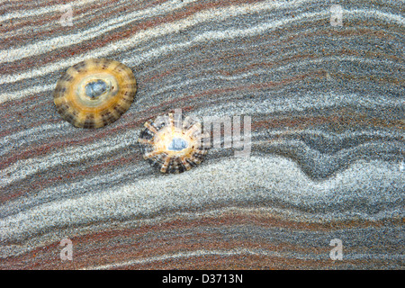 Limpet shells on sandstone rock strata pattern. Northumberland ...