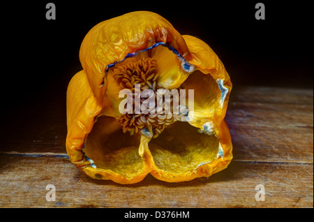 Yellow bell pepper decaying with mould Stock Photo - Alamy