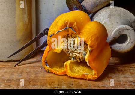 Yellow bell pepper decaying with mould Stock Photo - Alamy
