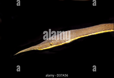 Spear-nosed Snake (Langaha madagascariensis), Madagascar Stock Photo ...