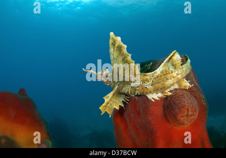 barbed huchback poacher (agonomalus proboseidalis) Japan sea, Far East ...