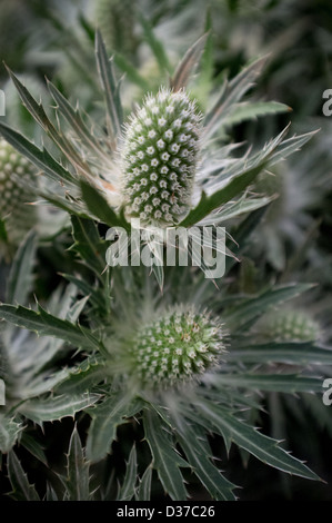 Close up on a green thistle Stock Photo - Alamy