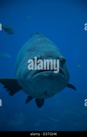 Giant Grouper, Georgia Aquarium, Atlanta, Georgia, USA Stock Photo - Alamy