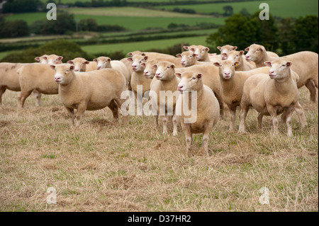 Flock of Dorset ewes in Cornwall Stock Photo - Alamy