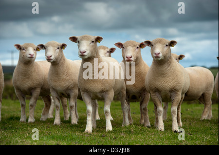 Flock of Dorset ewes in Cornwall Stock Photo - Alamy