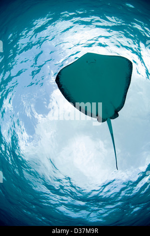 Stingray beautiful fish swimming in the aquarium Stock Photo - Alamy