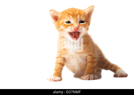 kitten orange-red small, a cat with cell phone black on table polished ...