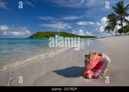 seashell on the beach- Image of tropical sandy beach and seashell ...