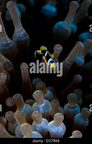 Beautiful colorful coral reef in the red sea Stock Photo - Alamy
