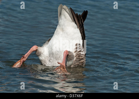 Greylag Goose diving in the water for food (Anser anser Stock Photo - Alamy