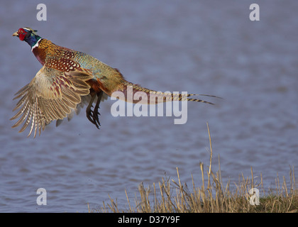 Pheasant in flight Stock Photo: 51018071 - Alamy