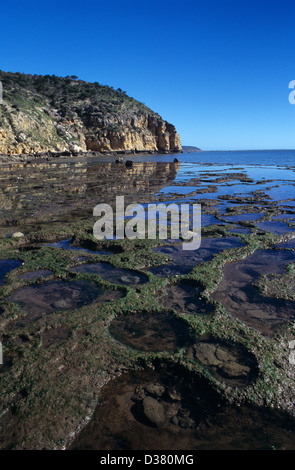 Inter-tidal shelf at low tide with pools and algae. This shelf of rock ...