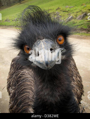 Feb. 2, 2013 - Winston, Oregon, U.S - A large emu displays on a road at ...
