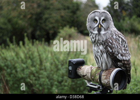 owl on camera lens Stock Photo - Alamy
