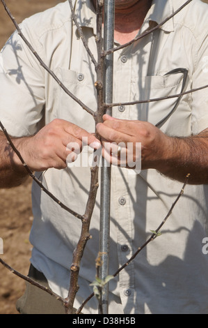 Guides to control branch growth of tall spindle apple tree Stock Photo ...