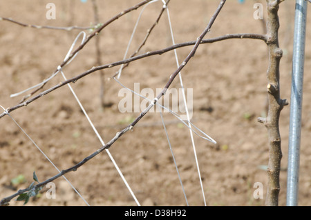 Guides to control branch growth of tall spindle apple tree Stock Photo ...