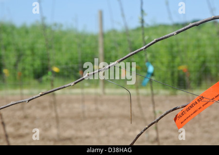 Wire guides to control branch growth of tall spindle apple tree Stock ...