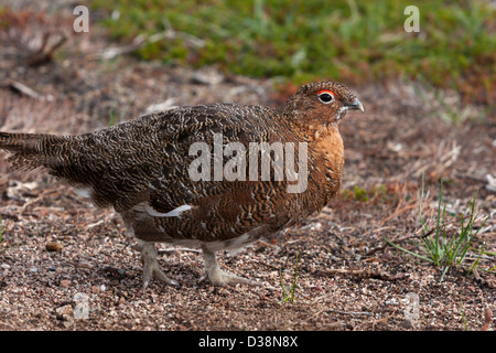 ptarmigan arctic bird summer plumage feathers camouflage hen Stock ...