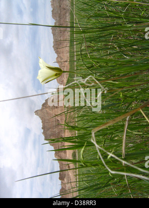 The Sego Lily is a wildflower native to the Badlands National Park in ...
