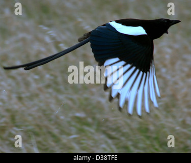 The Black-Billed Magpie is commonly seen at Seedskadee National ...