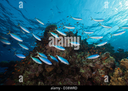 Suez Fusilier (Caesio suevica Stock Photo - Alamy