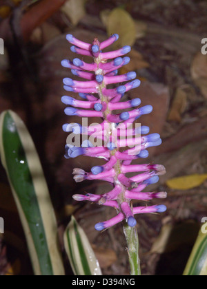 Beautiful pink bromeliad flower growing in the sunny meadow Stock Photo ...