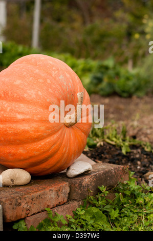 big orange pumpkin Stock Photo - Alamy