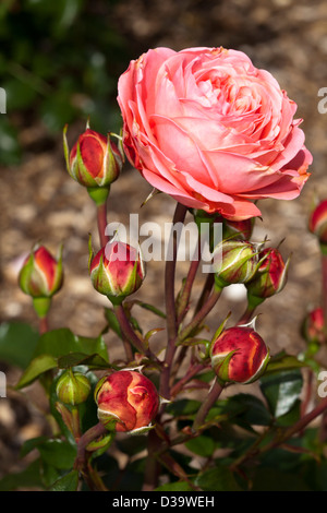 Orange-red floribunda rose (Rosa) Deseo blooms in a garden in July ...