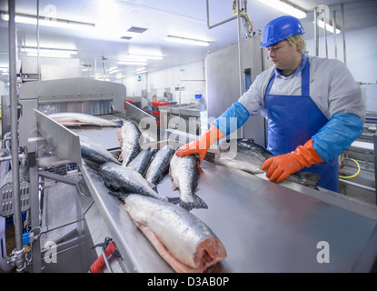 Wild Salmon processing, salmon factory, Alaska, USA, North America ...