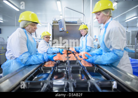 Wild Salmon processing, salmon factory, Alaska, USA, North America ...