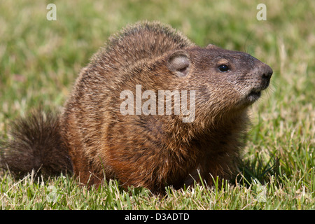 ground hog animal rodent mammal urban Stock Photo - Alamy