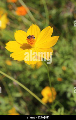 Bee flying to cosmos orange flower Stock Photo - Alamy