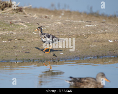 Ruff standing near water's edge Stock Photo - Alamy