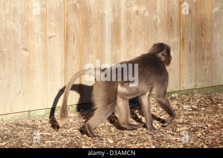 Baboon Enclosure In The Zoo Stock Photo - Alamy