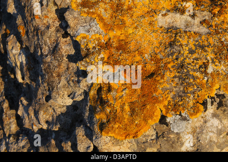 Lichen, moss and frost on limestone rocks present on Eglwyseg mountain ...