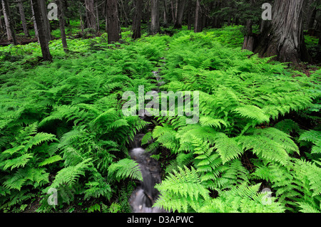 stream surrounded by ferns hemlock grove trail Rogers Pass National ...
