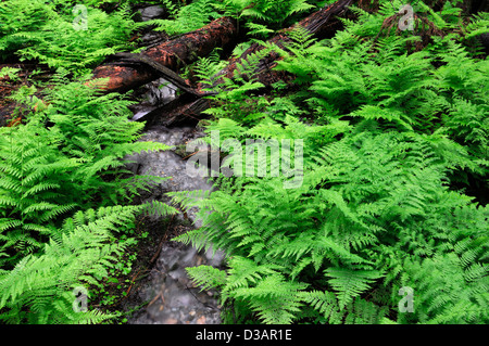 stream surrounded by ferns hemlock grove trail Rogers Pass National ...