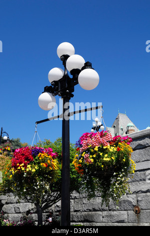 Colorful hanging flower baskets with blooming petunias inside bright ...