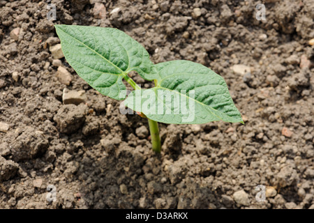 French beans sprout with two leafs in vegetable garden Stock Photo - Alamy