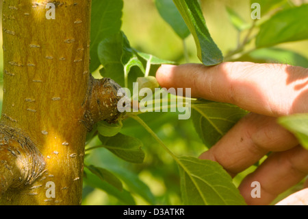 Pruning cut on tall spindle apple tree Stock Photo - Alamy