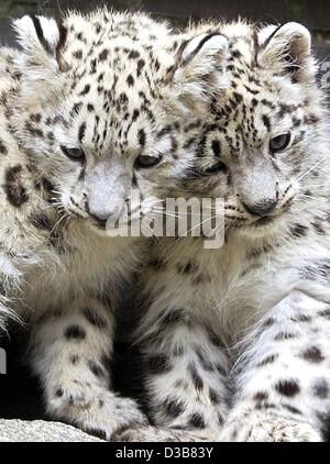 Cuddling Snow Leopards Stock Photo - Alamy