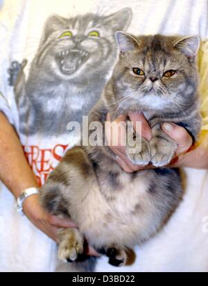 Exotic Shorthair at cat show in Moscow Stock Photo - Alamy