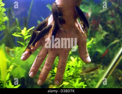 Garra rufa, also called doctor fish, nibble fish, and kangal fish, is a ...