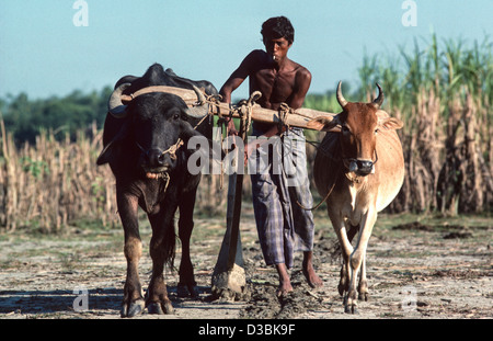 Farmer with water buffalo pulling plough through rice paddy, rural Hai ...