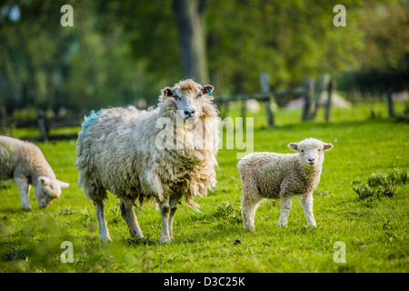 Original Apple Orchard Of The Old Style. Sheep Grazing Stock Photo - Alamy