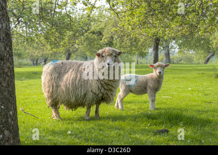 Original Apple Orchard Of The Old Style Stock Photo - Alamy