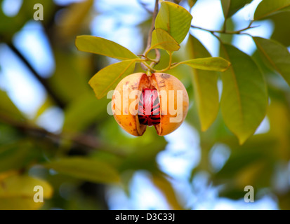 NUTMEG GROWING ON TREE,PERICARP FRUIT Stock Photo - Alamy