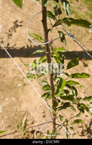 Wire structure for tall spindle apple tree orchard Stock Photo - Alamy