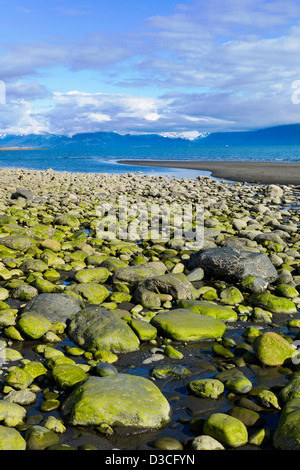 Green algae on a seaside rock, highlighting their value as a renewable ...