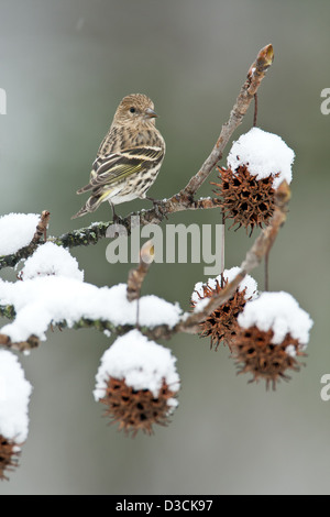 Pine Siskin in Snow Covered Sweetgum Tree bird birds songbird songbirds ...